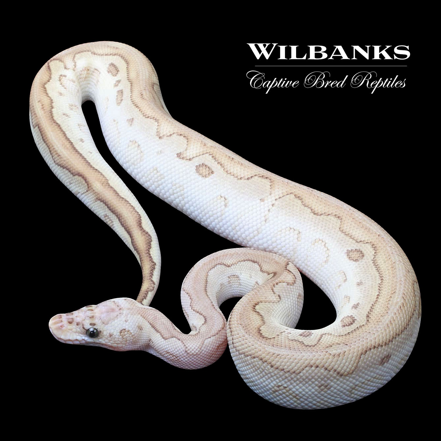 Pastel Butter Clown Ball Python by Wilbanks Captive Bred Reptiles ...