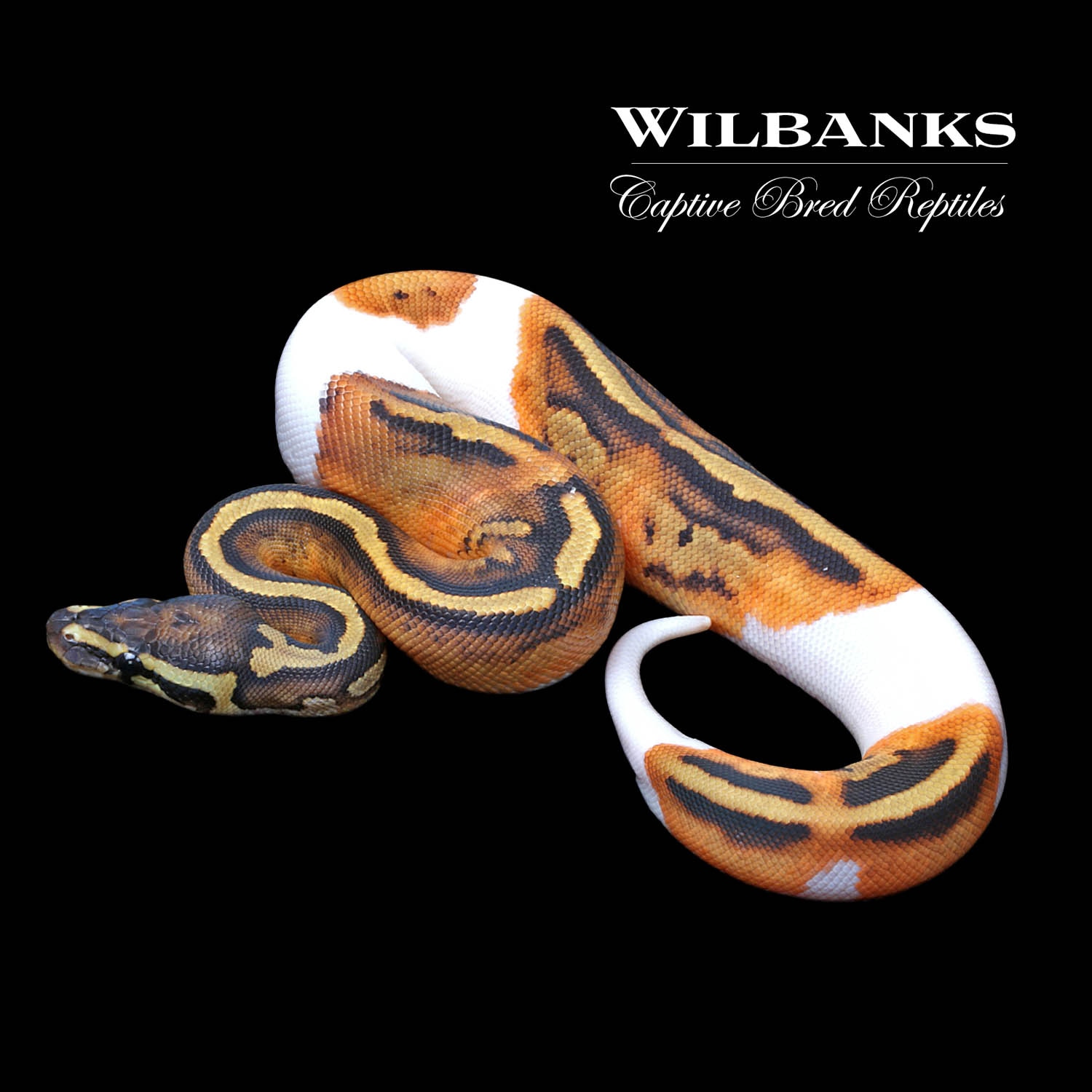 Piebald Ball Python by Wilbanks Captive Bred Reptiles - MorphMarket