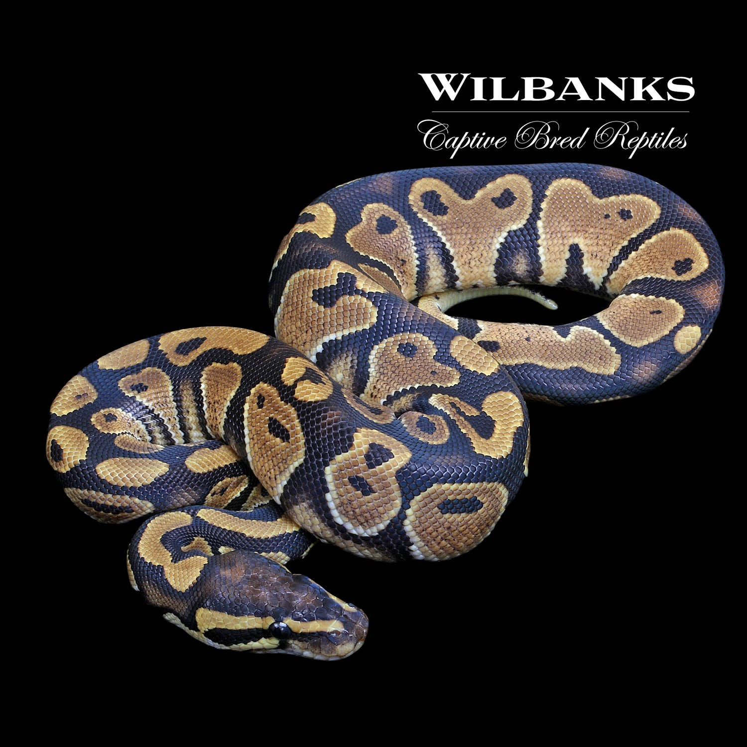 DH Lavender Axanthic Ball Python by Wilbanks Captive Bred Reptiles ...