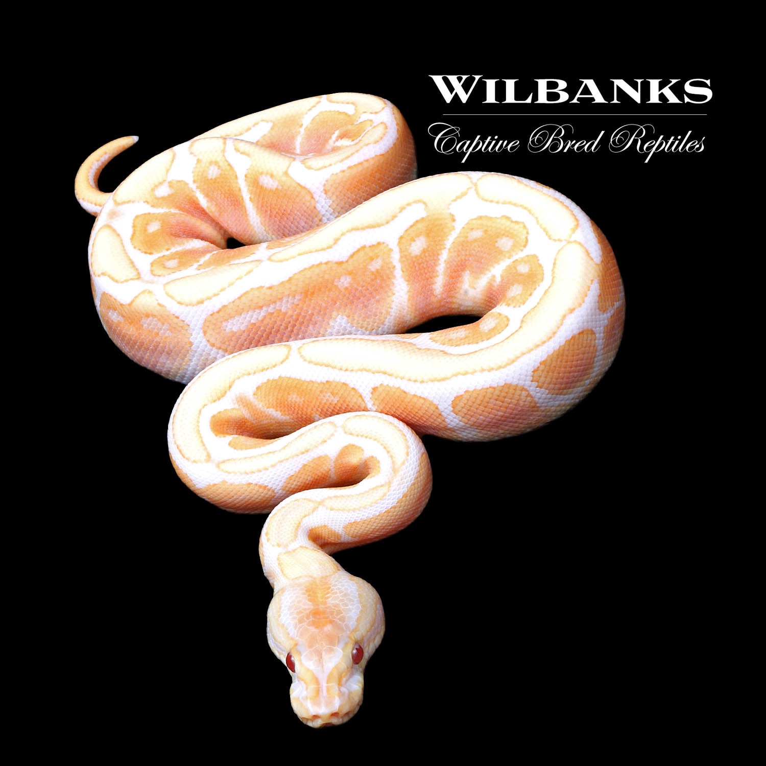 Lavender Albino Spider Ball Python by Wilbanks Captive Bred Reptiles ...