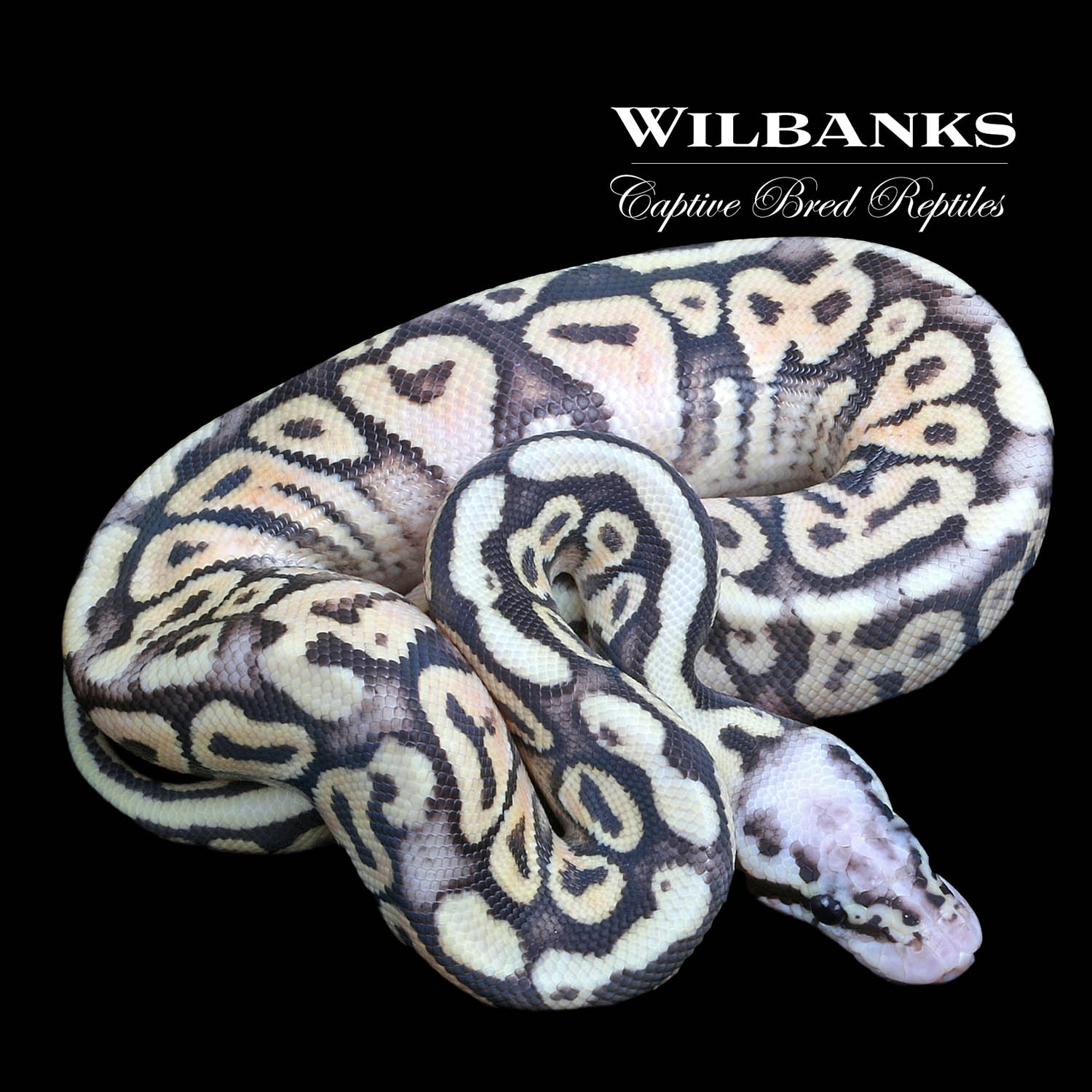 Super Pastel Spot Nose Ball Python by Wilbanks Captive Bred Reptiles ...