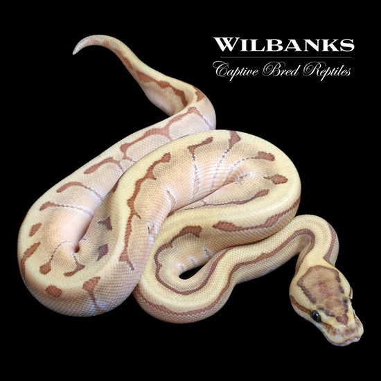 KingPin Enchi Ball Python by Wilbanks Captive Bred Reptiles