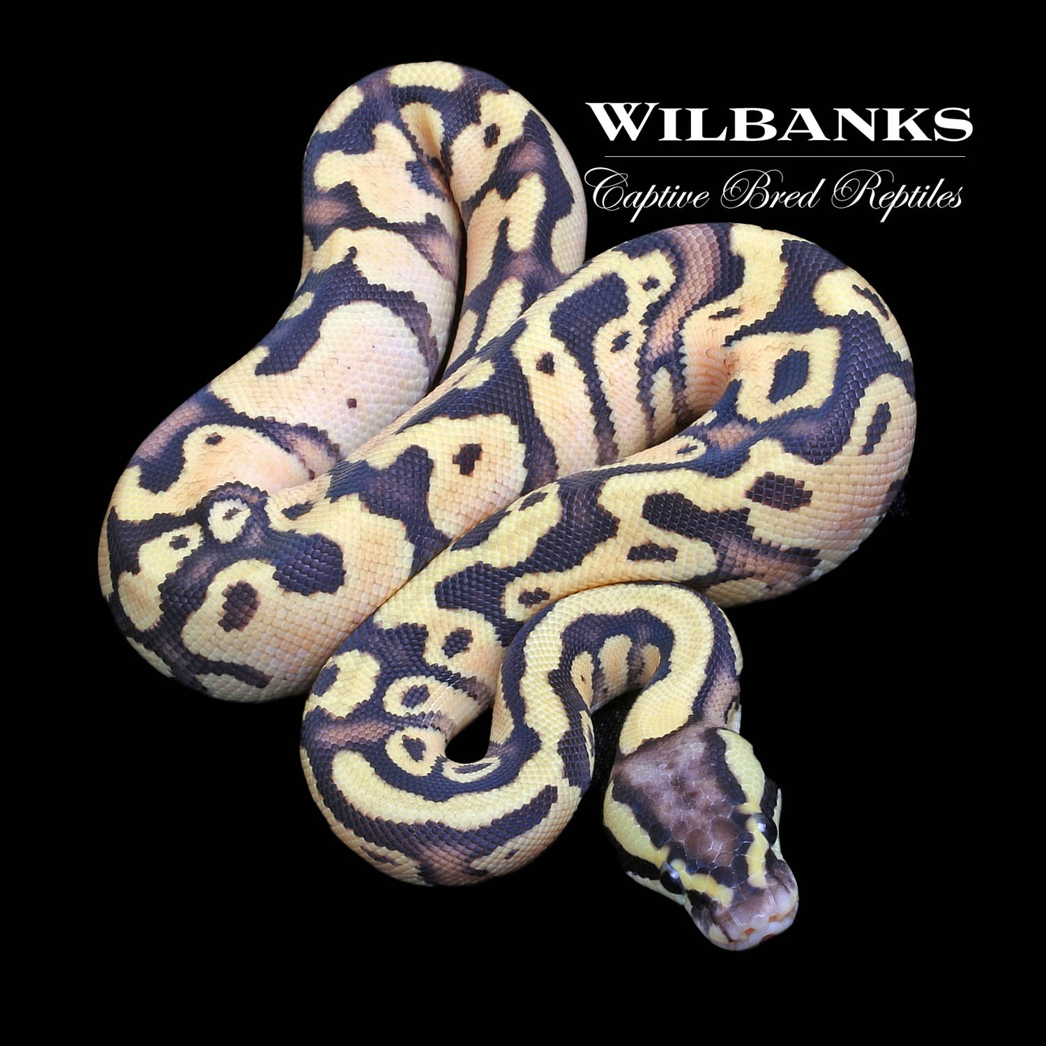 FireFly Yellow Belly Ball Python by Wilbanks Captive Bred Reptiles ...