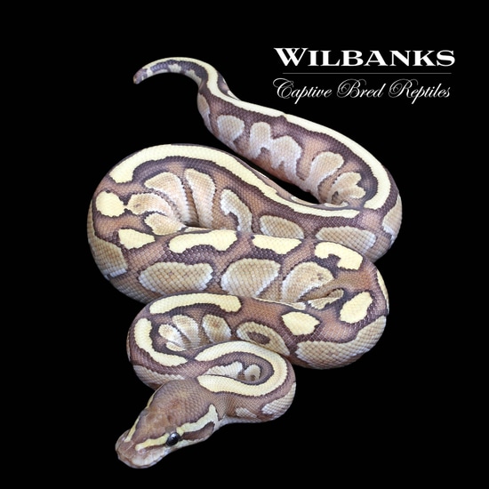 Nuclear Ball Python by Wilbanks Captive Bred Reptiles