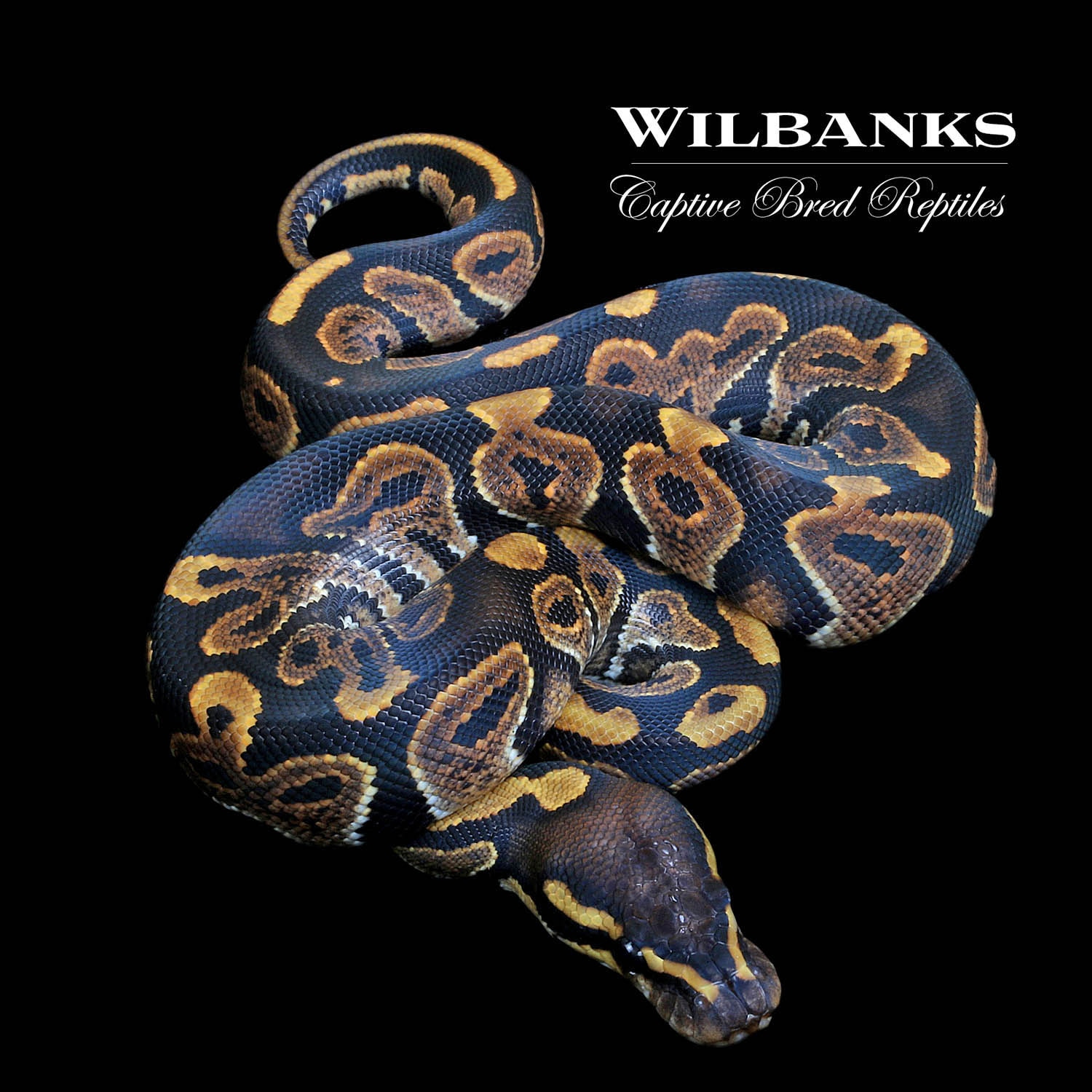 Huffman Ball Python by Wilbanks Captive Bred Reptiles - MorphMarket