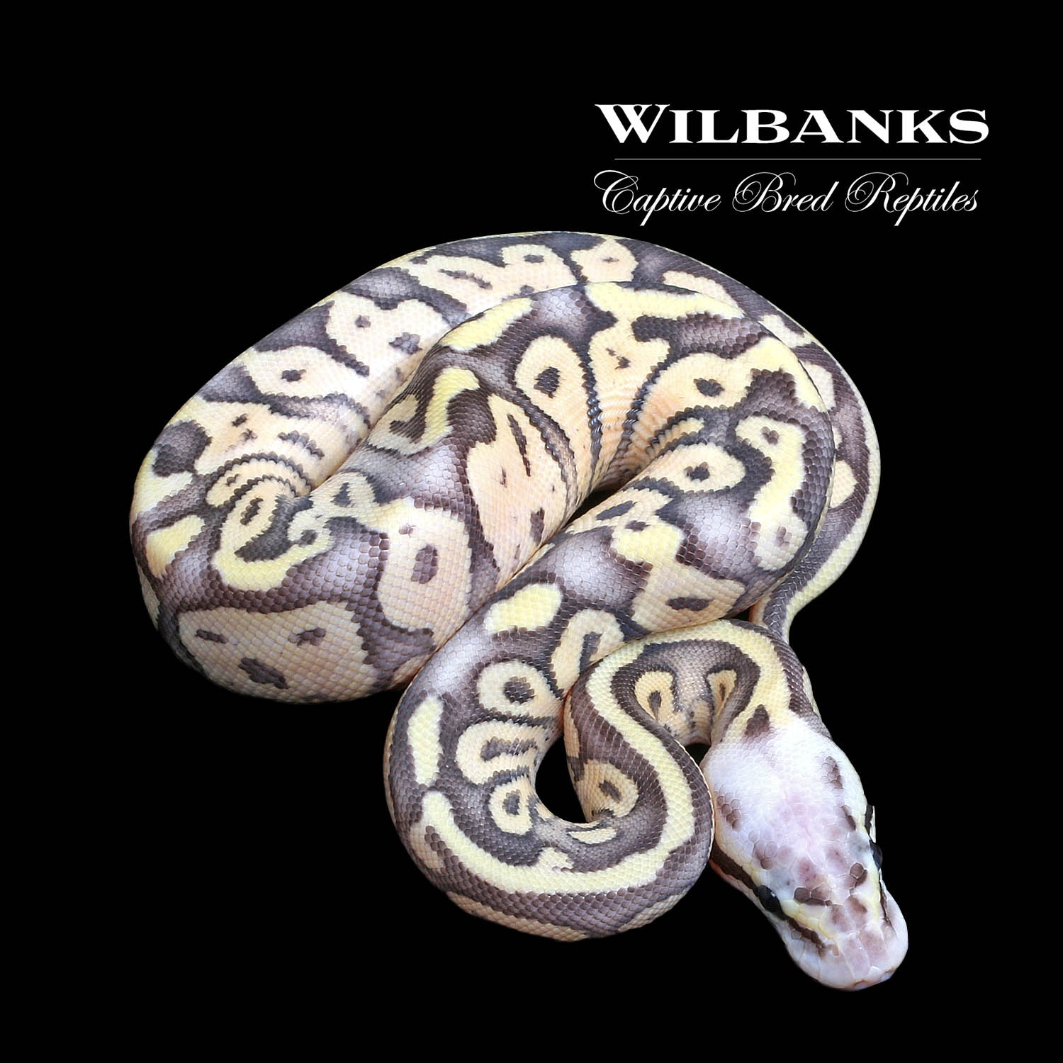 SuperFly 100% Het. Clown Ball Python by Wilbanks Captive Bred Reptiles ...
