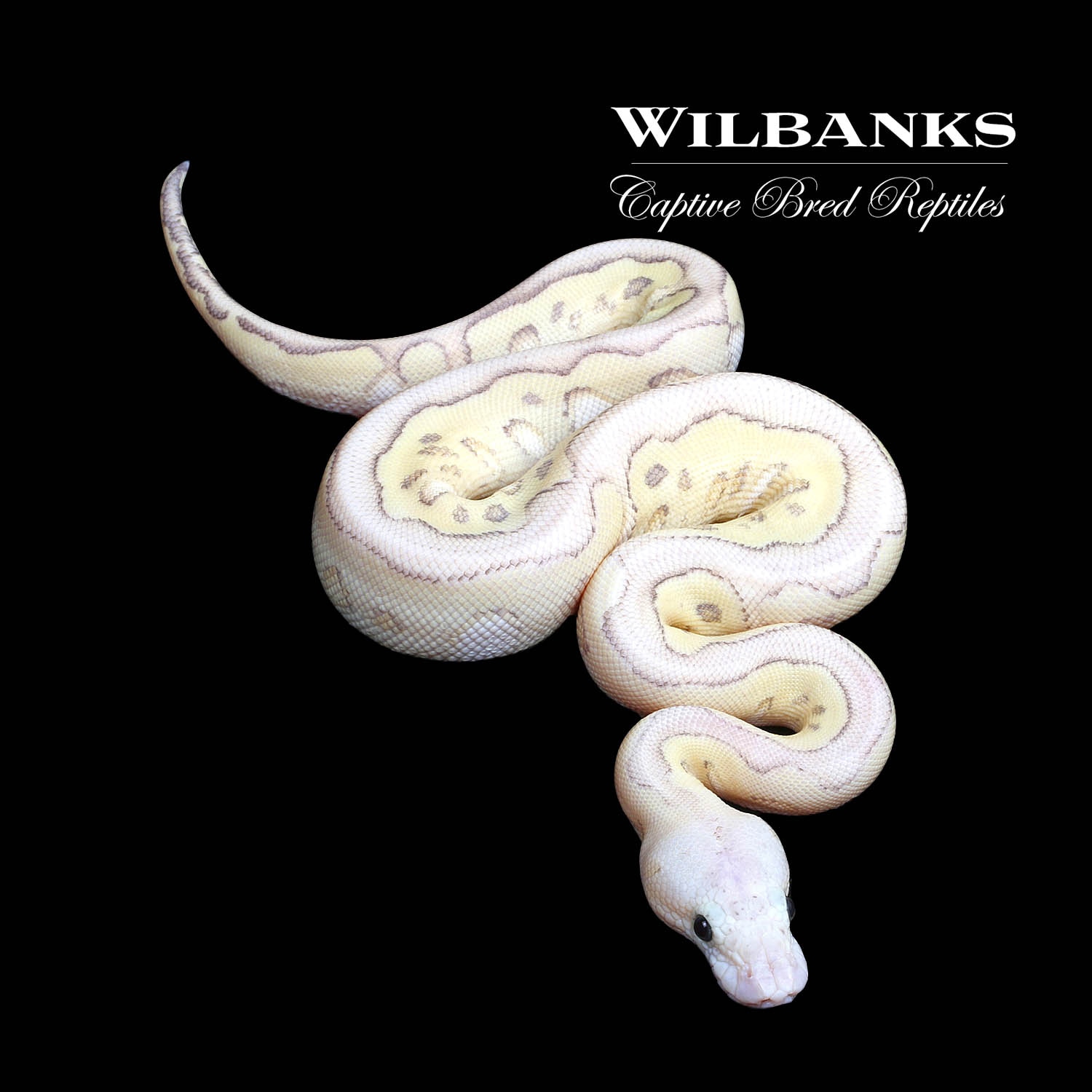 ButterFly Clown Ball Python by Wilbanks Captive Bred Reptiles - MorphMarket