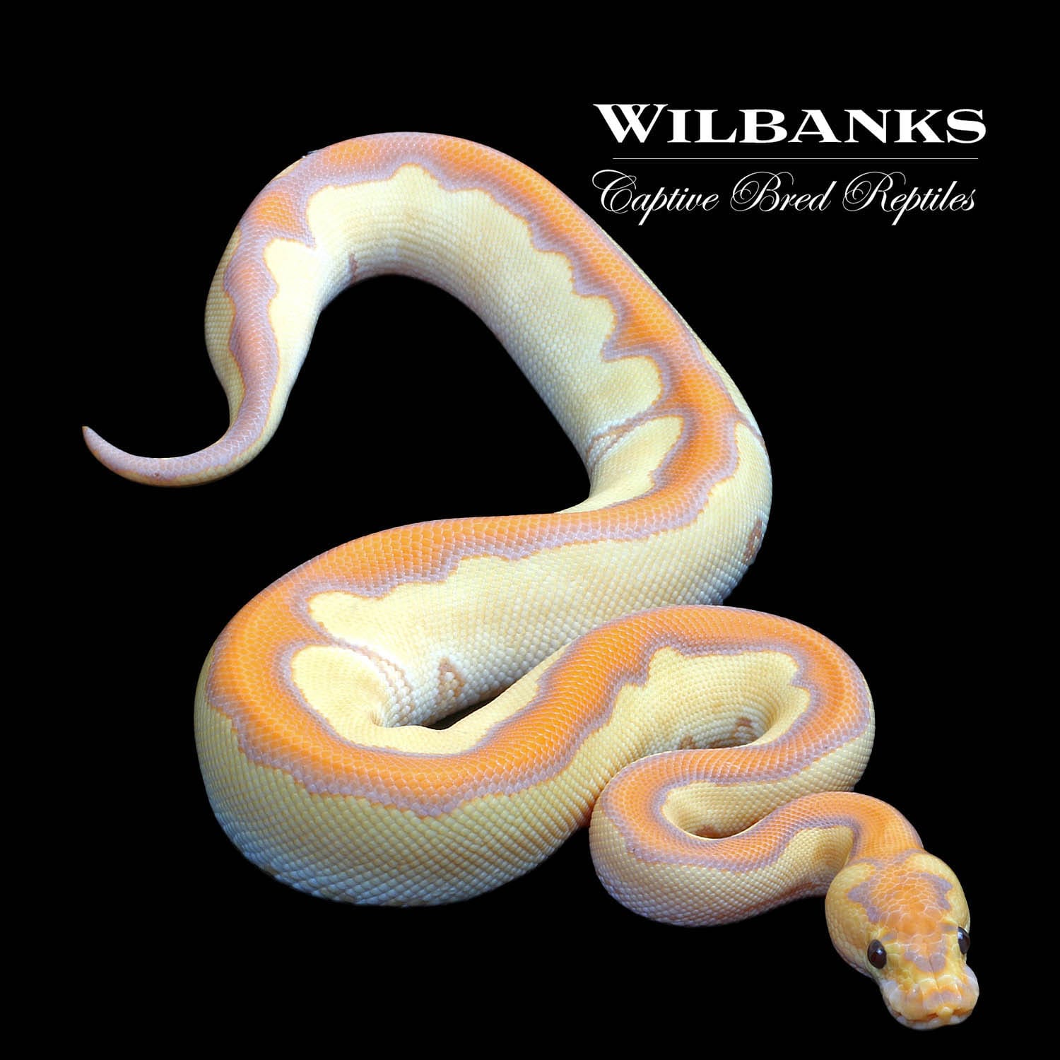 Banana Enchi Cinnamon Clown Ball Python by Wilbanks Captive Bred ...