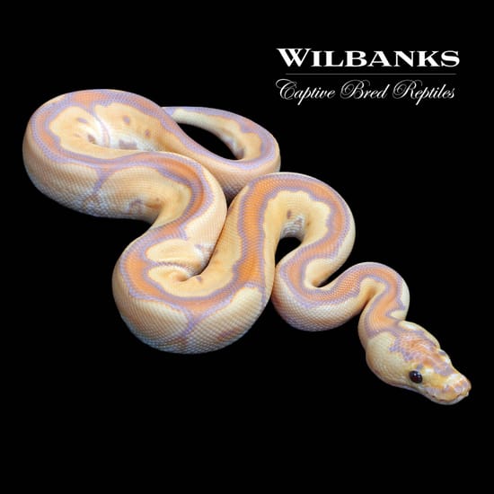 Banana Cinnamon Blade Clown Ball Python by Wilbanks Captive Bred ...