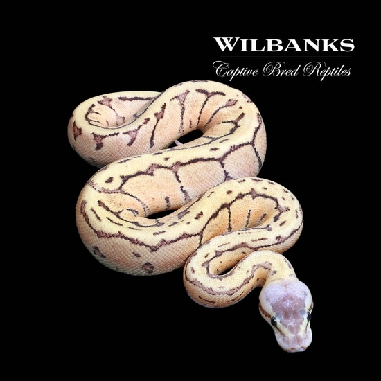 DragonFly Ball Python by Wilbanks Captive Bred Reptiles