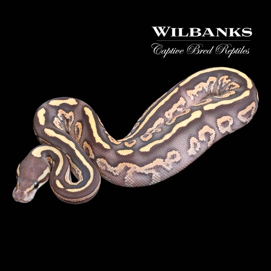 Black Pastel Mojave Fire Ball Python by Wilbanks Captive Bred Reptiles