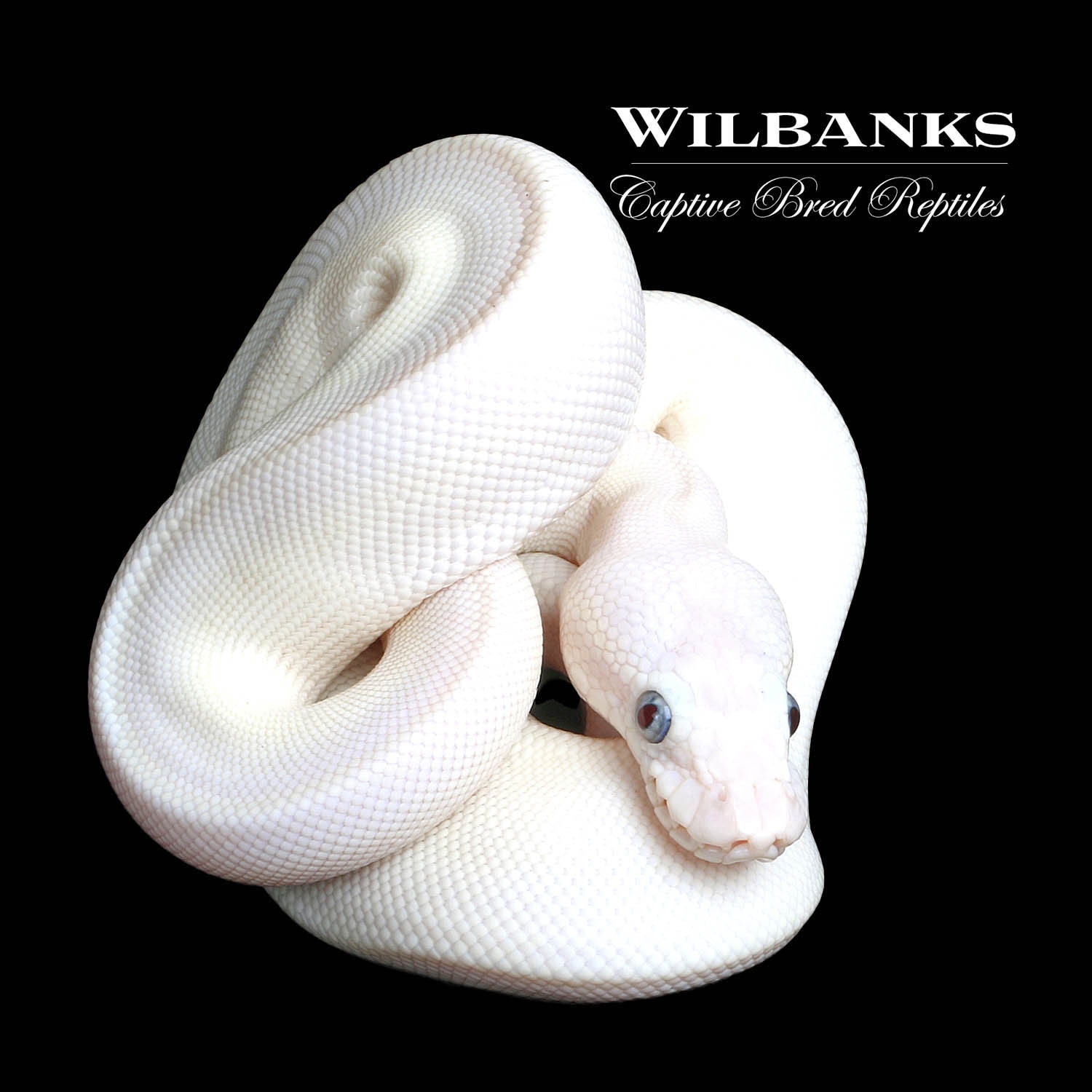 Blue Eyed Leucistic Ball Python (Butter Mojave) by Wilbanks Captive ...