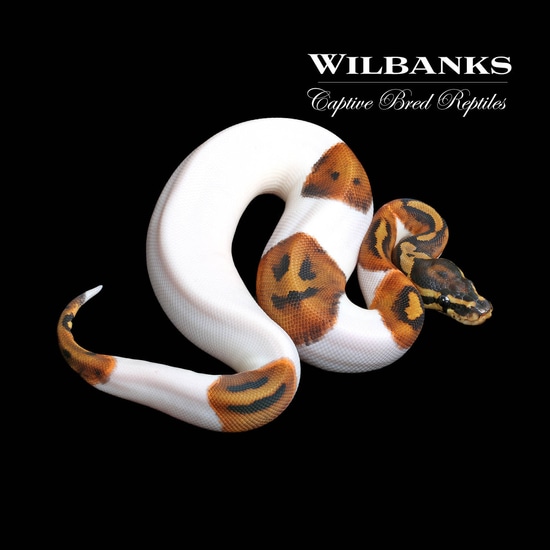 Piebald (Smiley Face) Ball Python by Wilbanks Captive Bred Reptiles