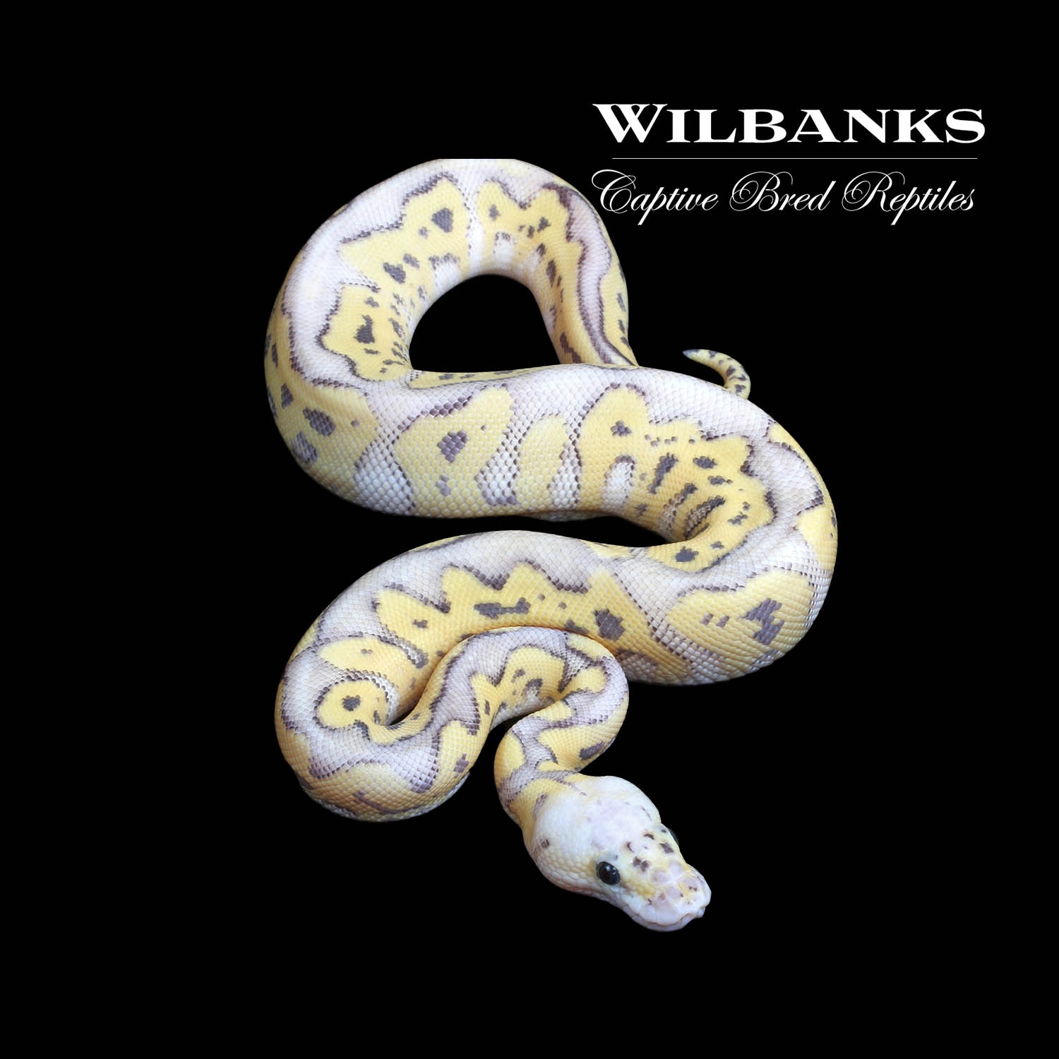 SuperFly Clown Ball Python by Wilbanks Captive Bred Reptiles - MorphMarket