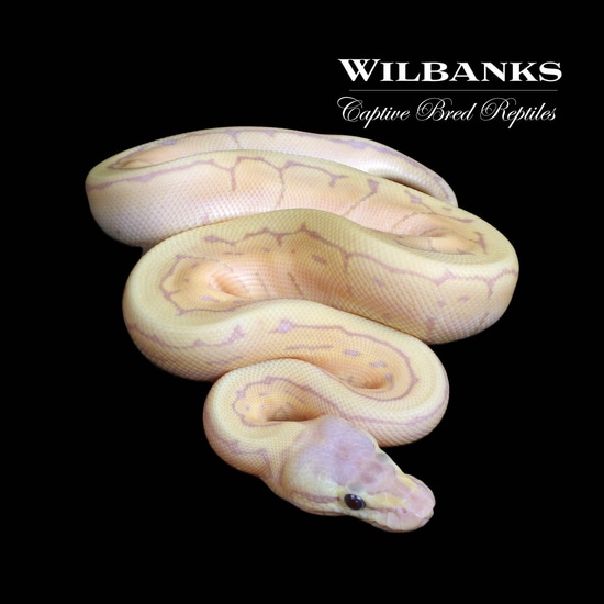 Banana Lemon Blast Ball Python by Wilbanks Captive Bred Reptiles