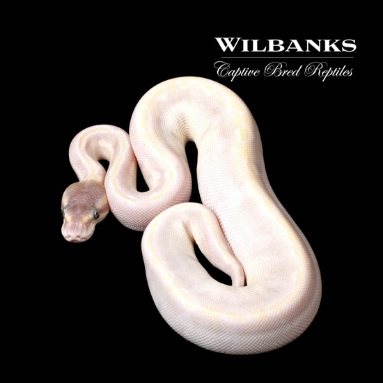GHI Crystal Ball Python by Wilbanks Captive Bred Reptiles