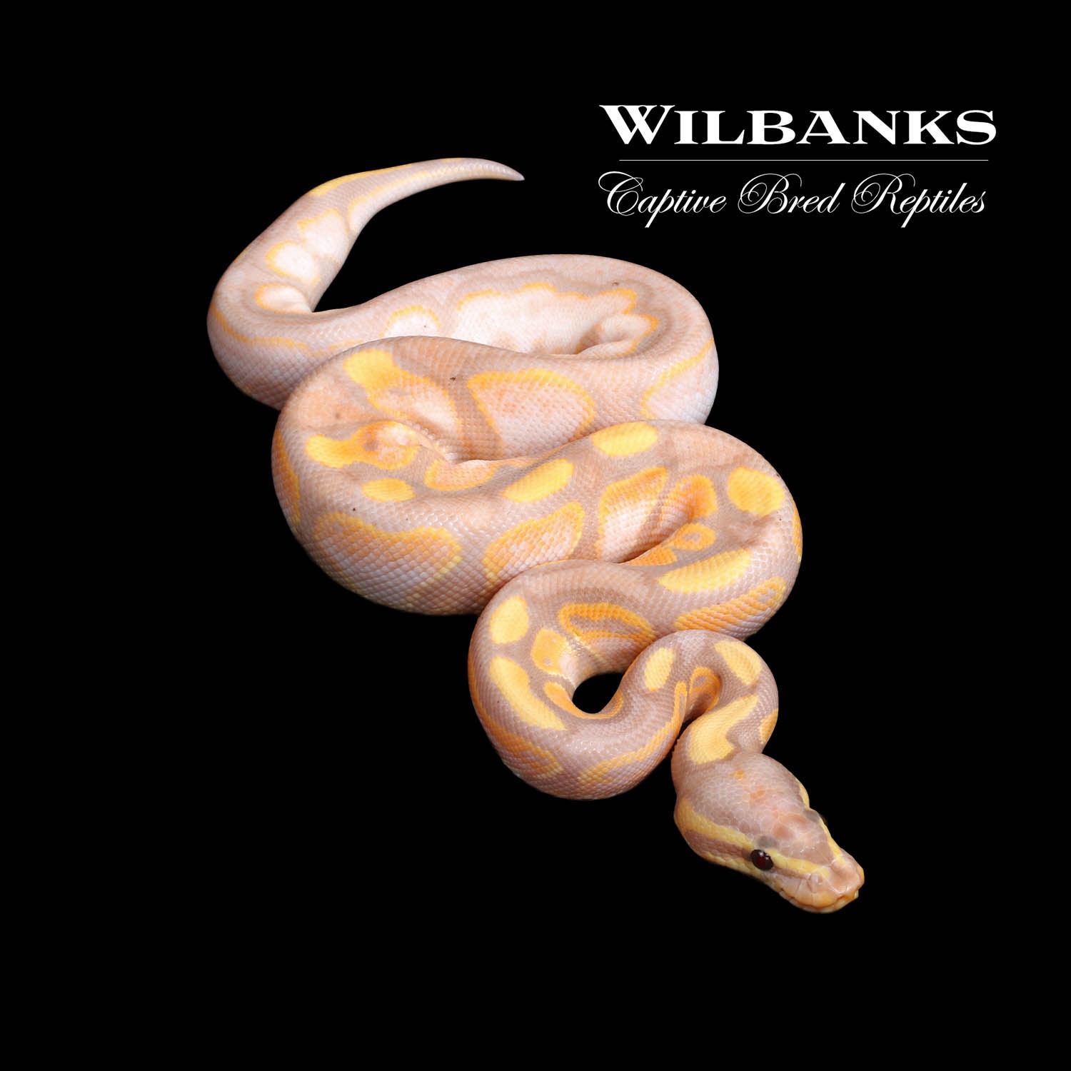 Banana Sugar Ball Python by Wilbanks Captive Bred Reptiles - MorphMarket