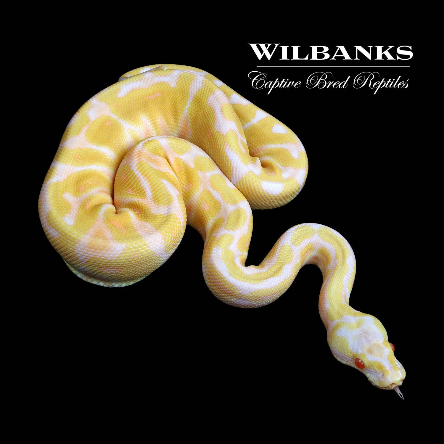 Pastel Albino Enchi Ball Python by Wilbanks Captive Bred Reptiles ...