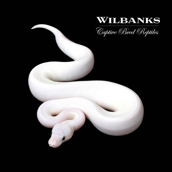 Super Fire (Perfect) Ball Python by Wilbanks Captive Bred Reptiles