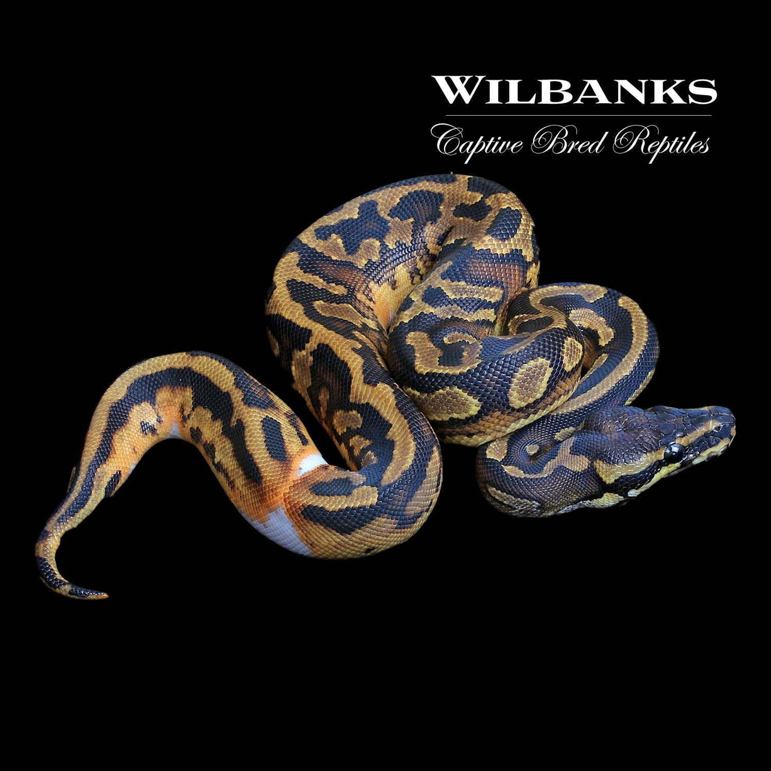 Piebald Ball Python by Wilbanks Captive Bred Reptiles - MorphMarket