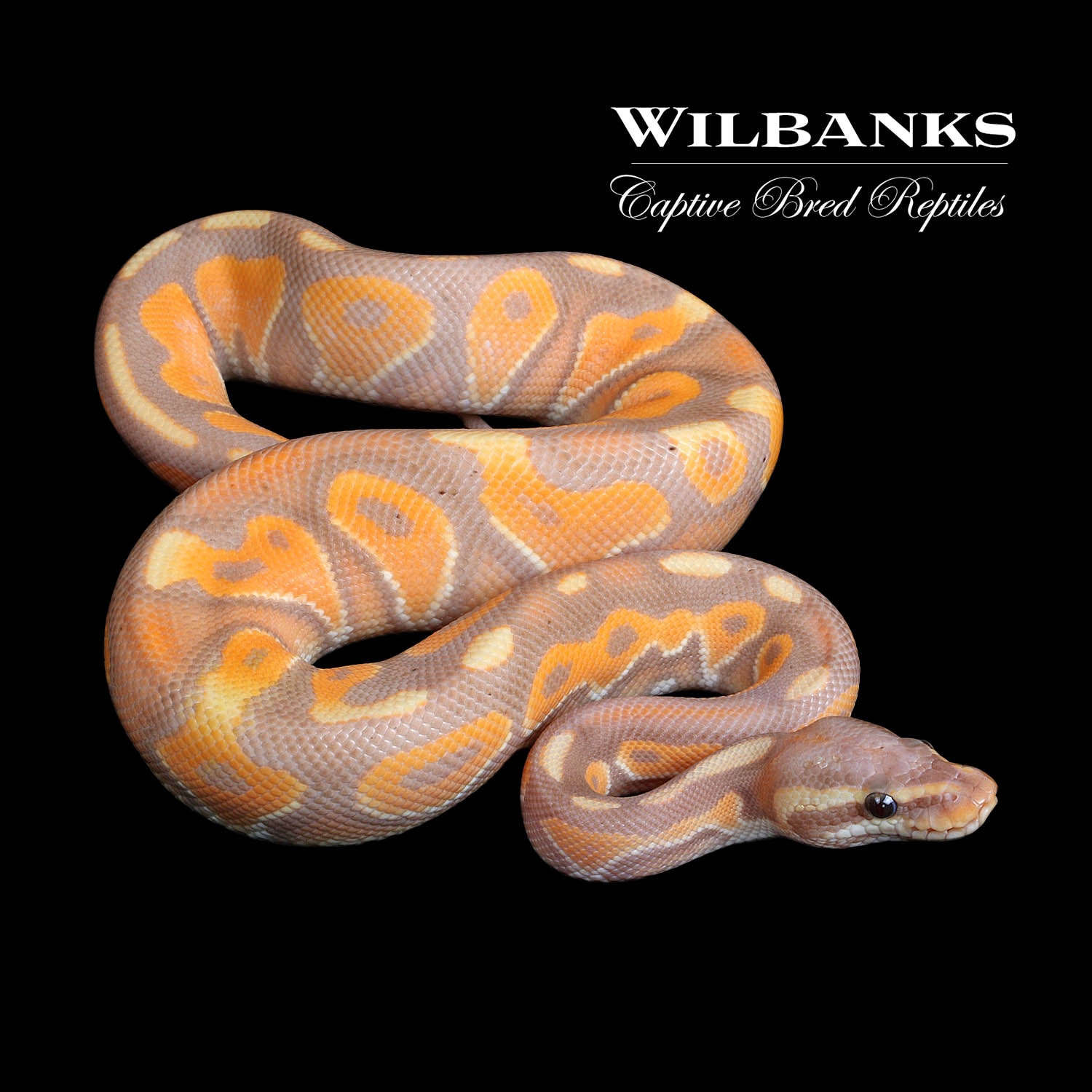 Banana Cinnamon Enchi Ball Python by Wilbanks Captive Bred Reptiles ...