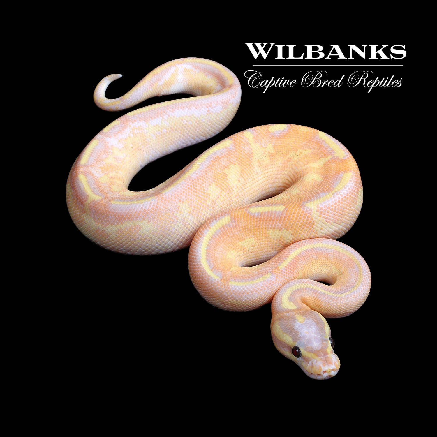 Banana Freeway Ball Python by Wilbanks Captive Bred Reptiles - MorphMarket