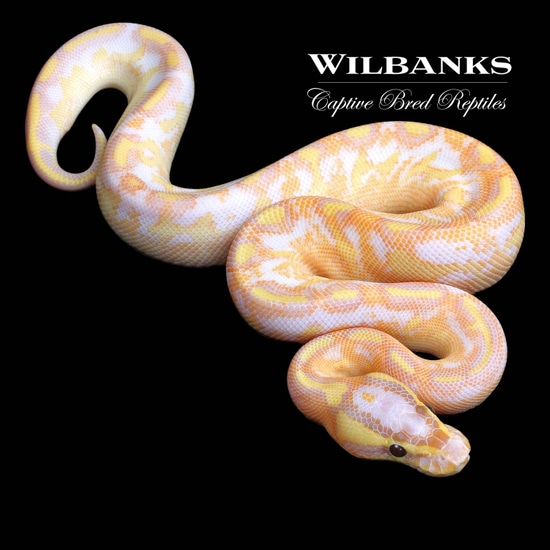 Banana Enchi Highway Ball Python by Wilbanks Captive Bred Reptiles