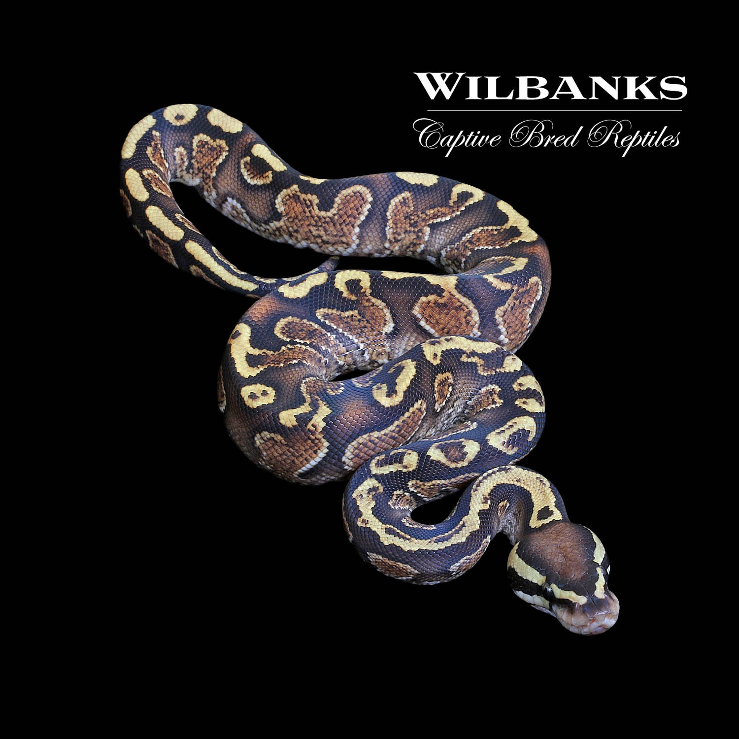 GHI Spark Ball Python by Wilbanks Captive Bred Reptiles - MorphMarket