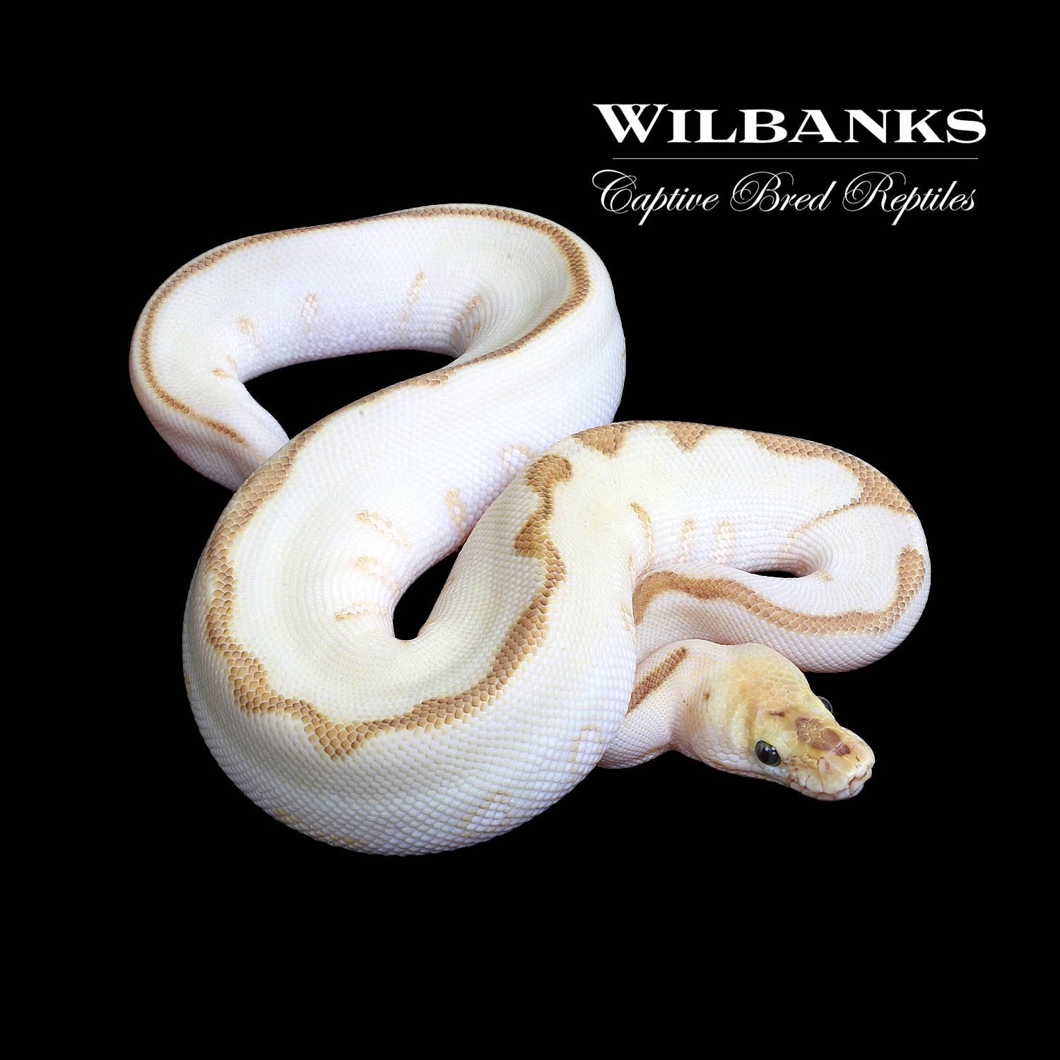 Butter Spider Enchi Yellow Belly Clown Ball Python by Wilbanks Captive ...