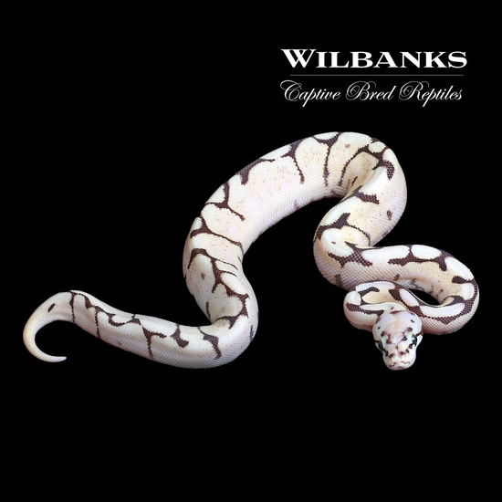 Fire Bee Ball Python by Wilbanks Captive Bred Reptiles