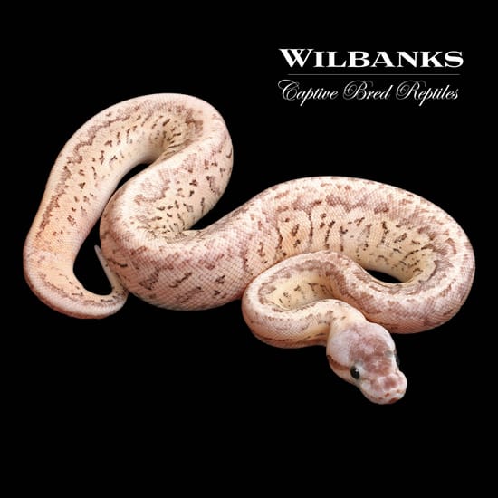 Black DragonFly Ball Python by Wilbanks Captive Bred Reptiles