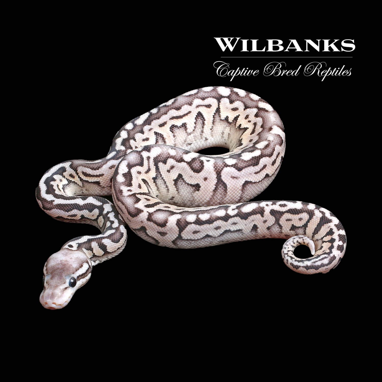 Pewter Phantom Ball Python by Wilbanks Captive Bred Reptiles - MorphMarket