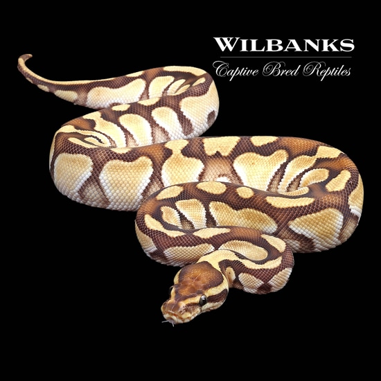 Orange Dream Butter Ball Python by Wilbanks Captive Bred Reptiles