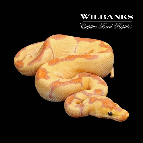 Banana Enchi Clown Ball Python by Wilbanks Captive Bred Reptiles
