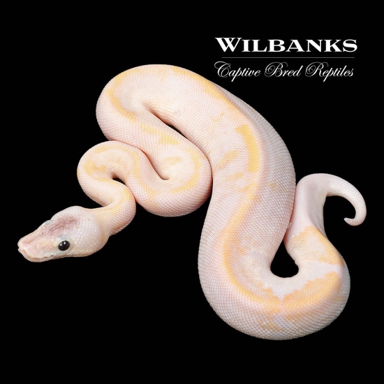 FireFly Enchi Champagne Ball Python by Wilbanks Captive Bred Reptiles