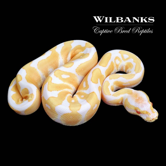 Candino Ball Python by Wilbanks Captive Bred Reptiles
