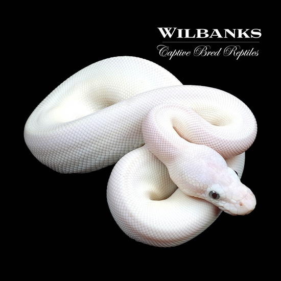 Blue Eyed Leucistic (Butter Mojave) Ball Python by Wilbanks Captive ...