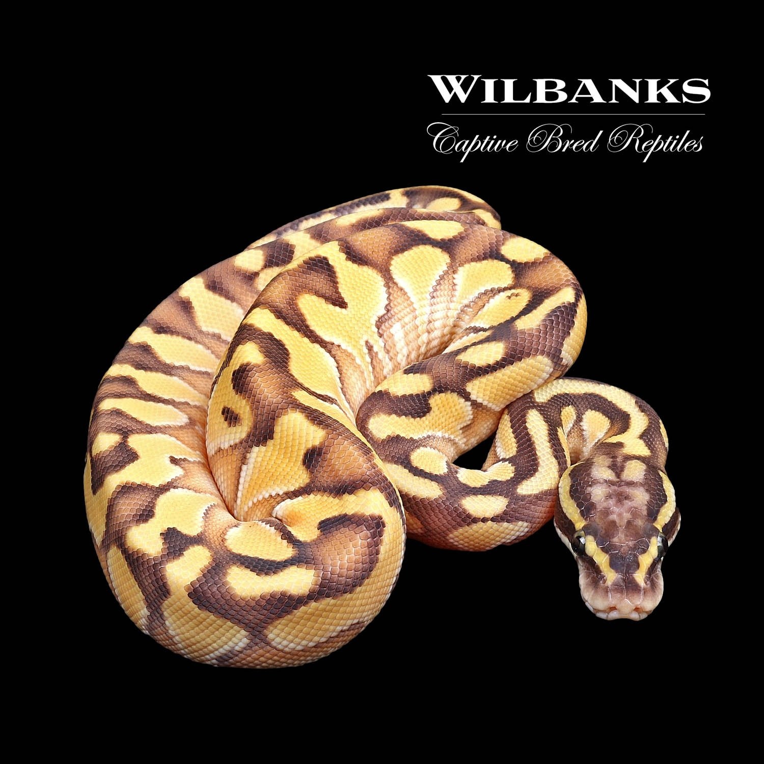 Orange Dream Pastel Butter Enchi Asphalt Ball Python by Wilbanks ...