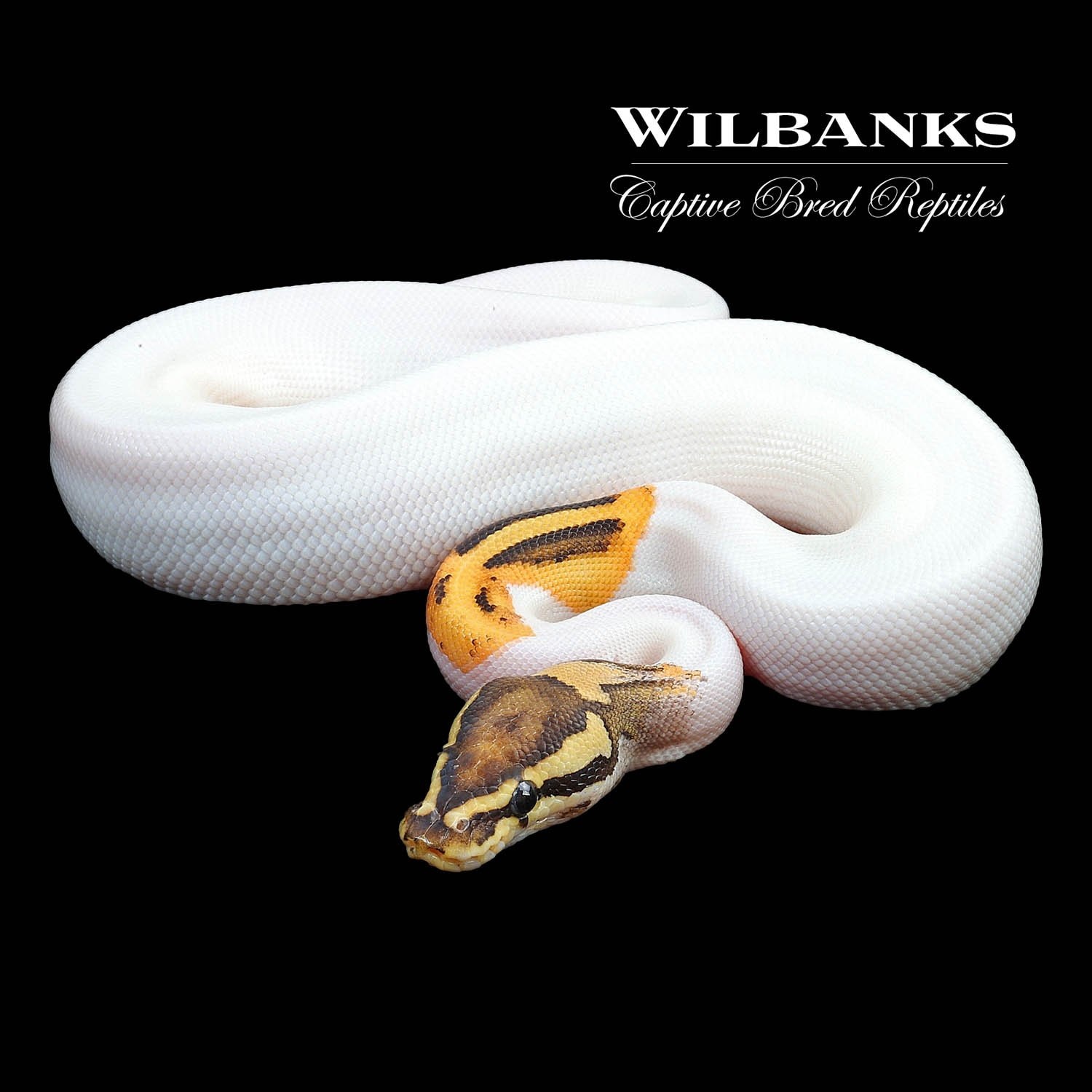 Fire Piebald Ball Python by Wilbanks Captive Bred Reptiles - MorphMarket