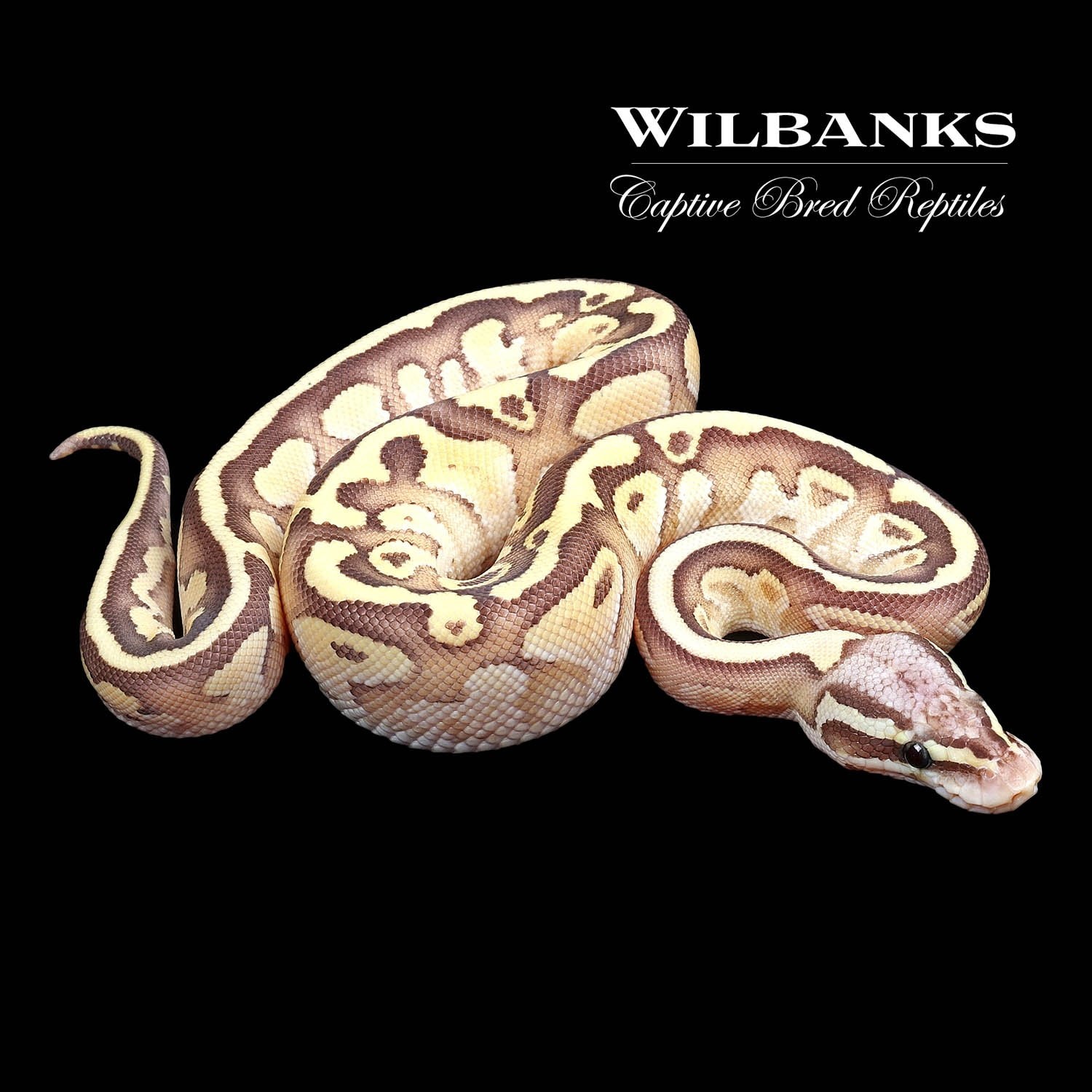Pastel Butter Yellow Belly Ball Python by Wilbanks Captive Bred ...
