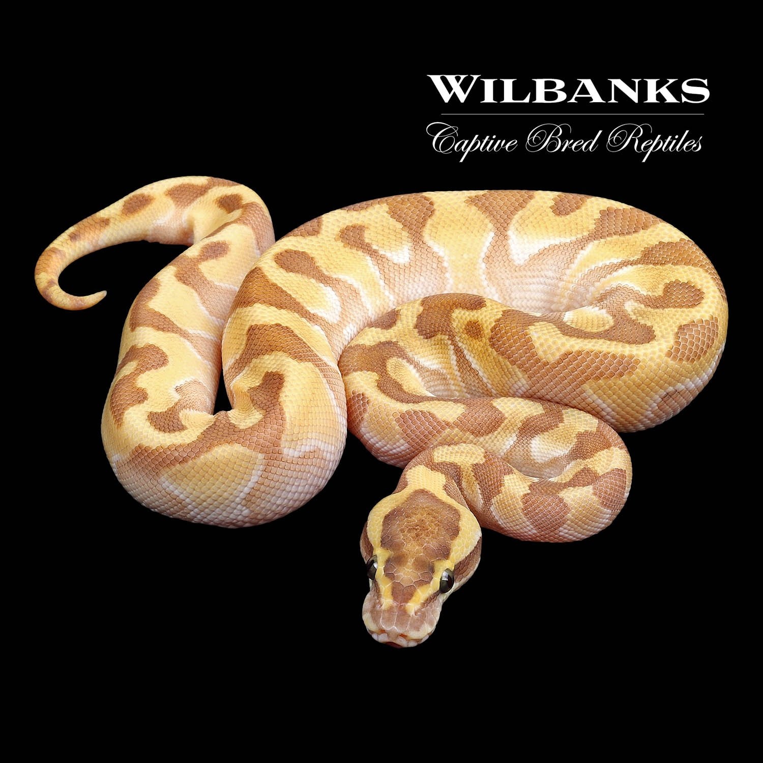 Super Enchi Butter Ball Python by Wilbanks Captive Bred Reptiles ...