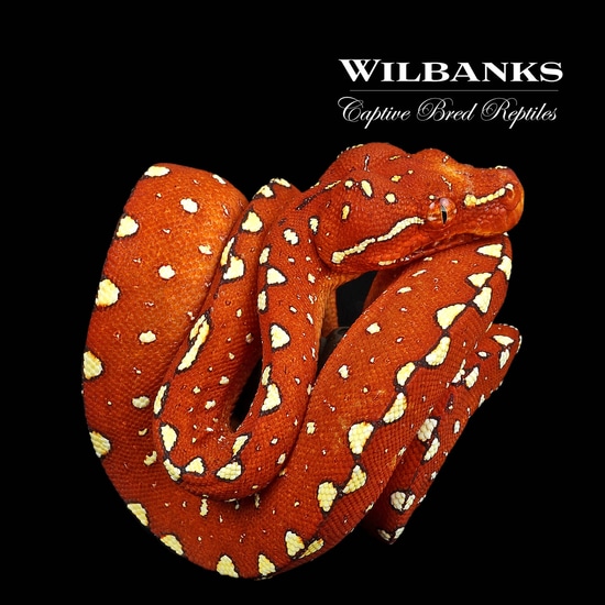 Biak Green Tree Python by Wilbanks Captive Bred Reptiles