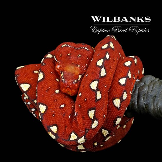 Biak Green Tree Python by Wilbanks Captive Bred Reptiles