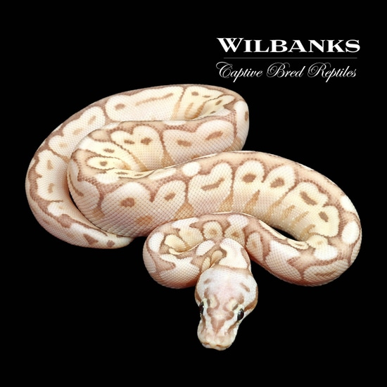 Banana Queen Bee Ball Python by Wilbanks Captive Bred Reptiles