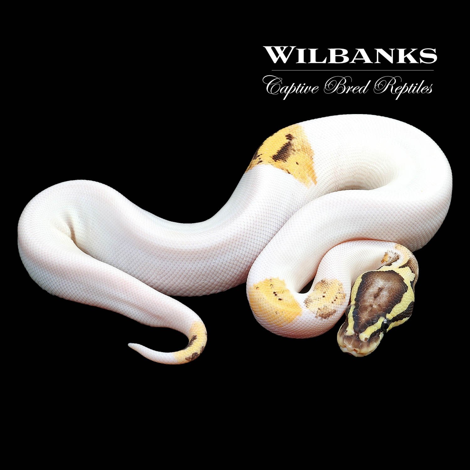 FireFly Piebald Ball Python by Wilbanks Captive Bred Reptiles - MorphMarket