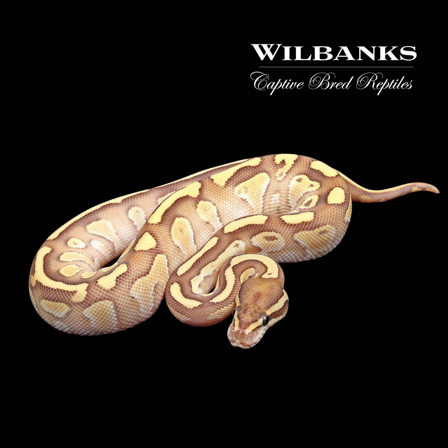 Nuclear Ball Python by Wilbanks Captive Bred Reptiles - MorphMarket
