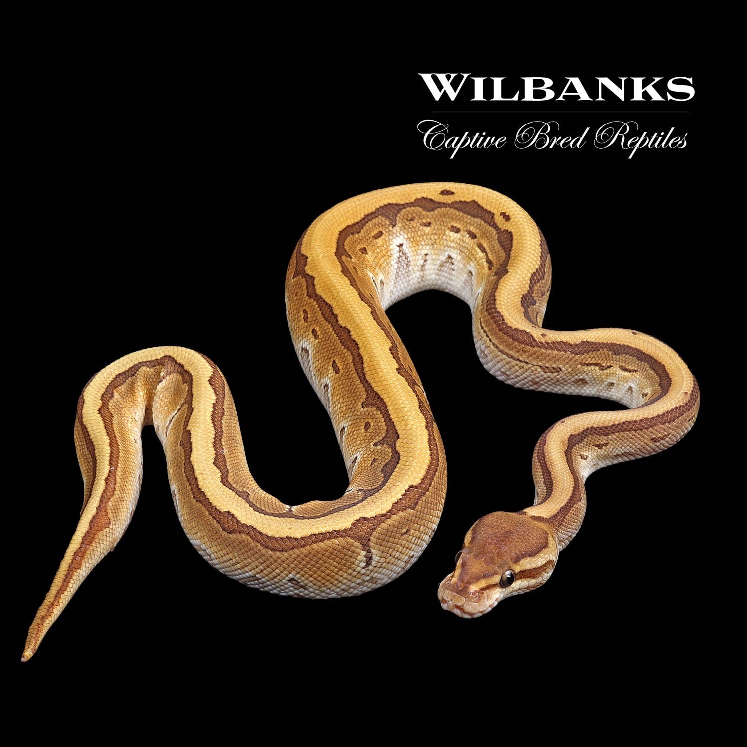 KingPin 100% Het. Orange Crush Ball Python by Wilbanks Captive Bred ...