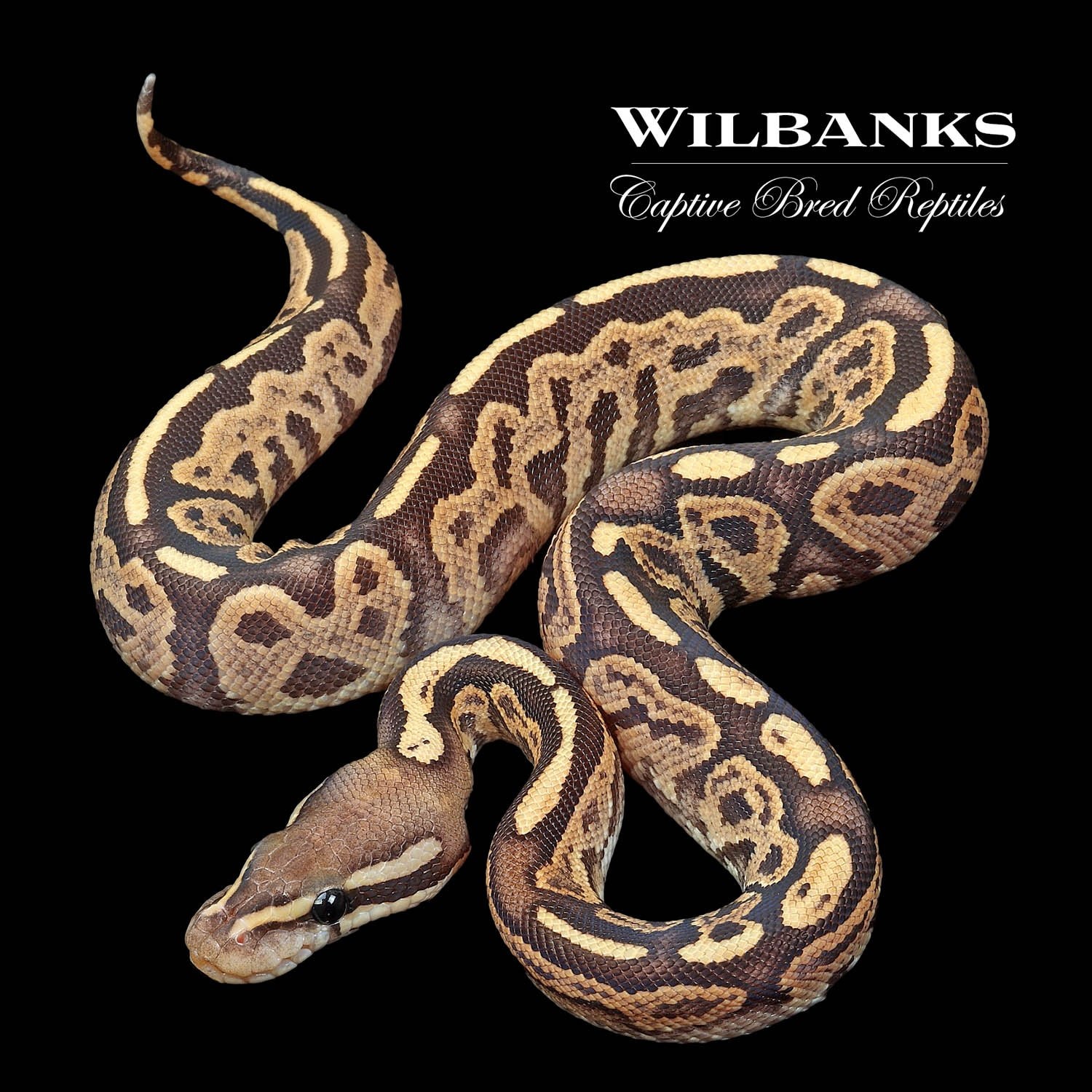 Black Pastel Fire Ball Python by Wilbanks Captive Bred Reptiles ...