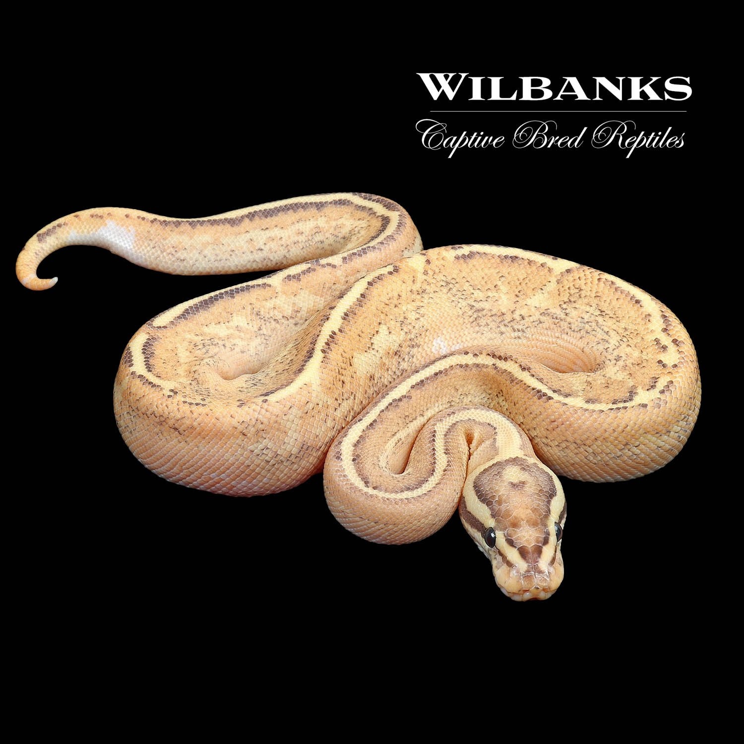 Fire Gravel Spark Ball Python by Wilbanks Captive Bred Reptiles ...
