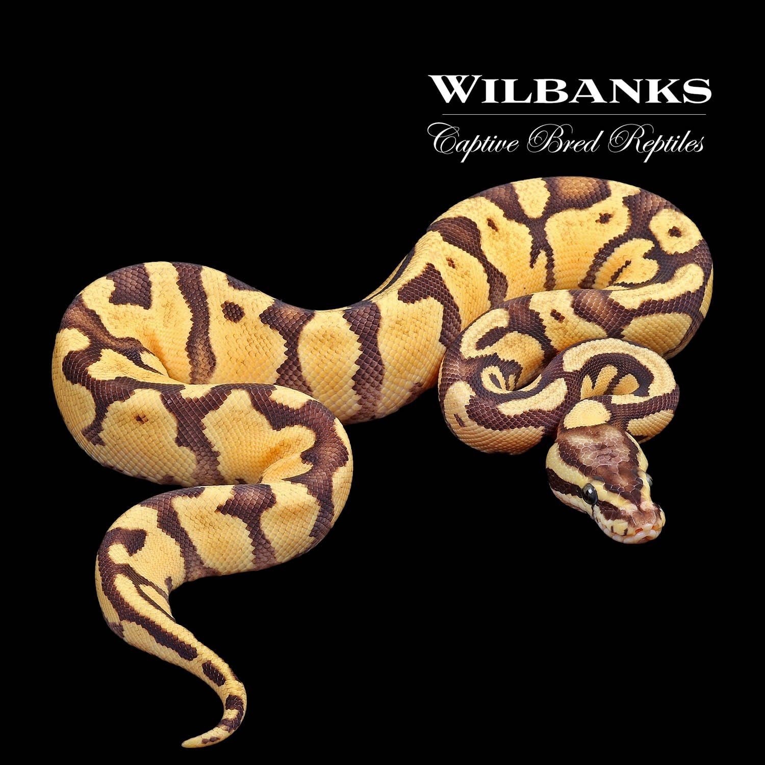 FireFly Enchi Ball Python by Wilbanks Captive Bred Reptiles - MorphMarket